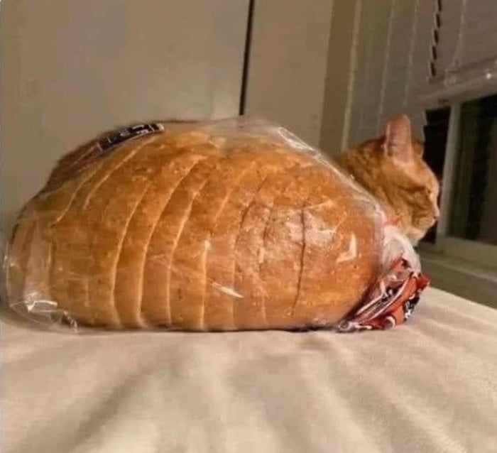 A pure bread cat - 9GAG