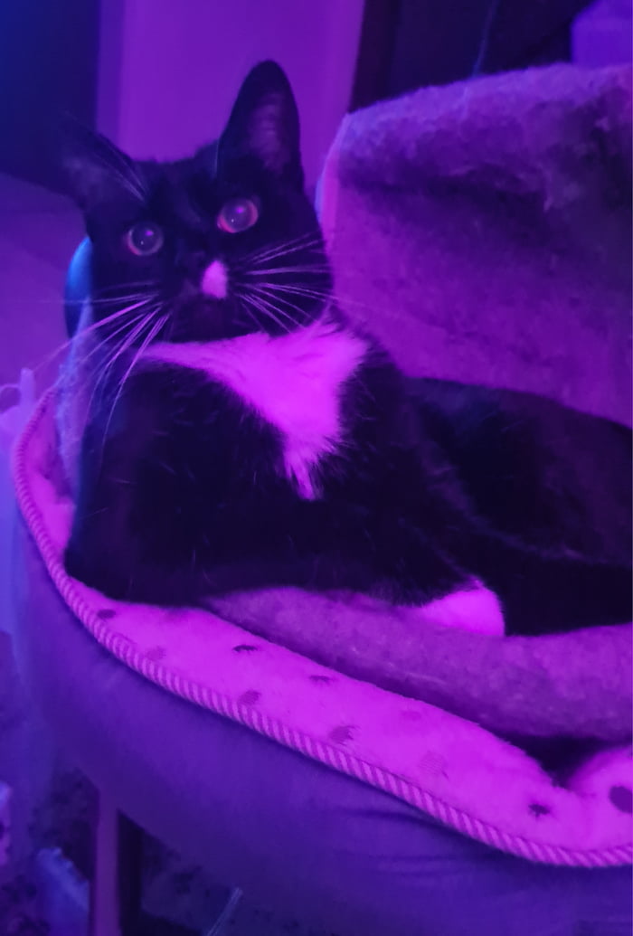 That's Bibi, coolest cat in town since 2011 - 9GAG