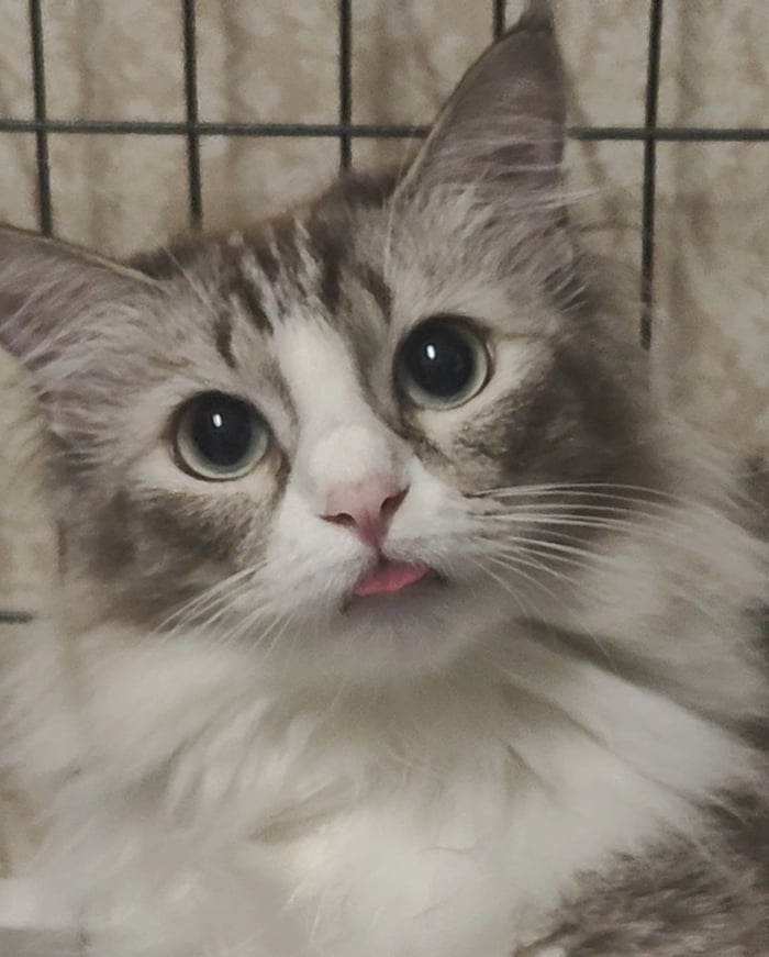 Meet my cat, her name is WeiWei - 9GAG