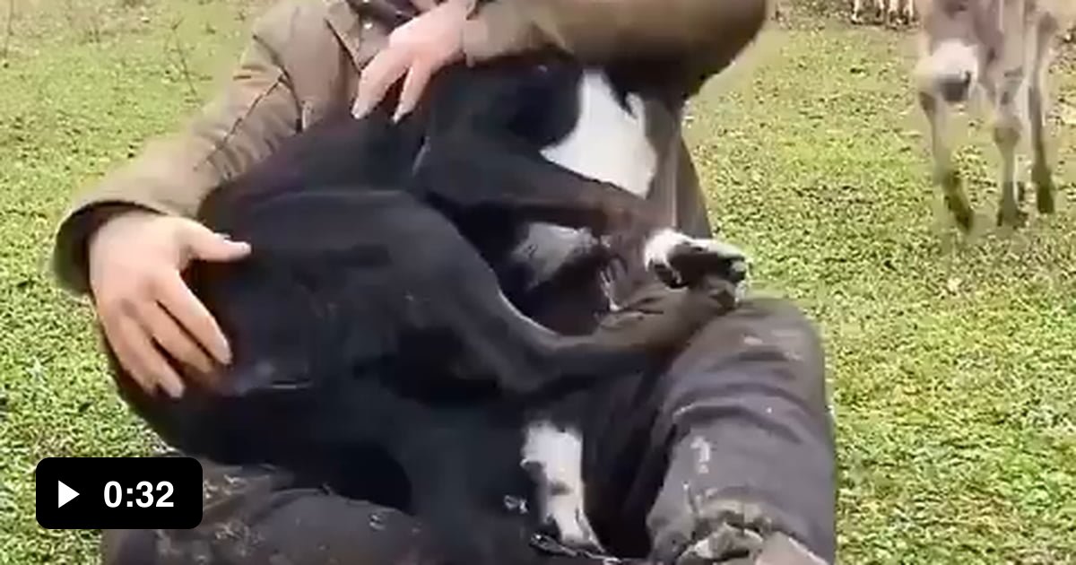 Donkey wants some love too - 9GAG