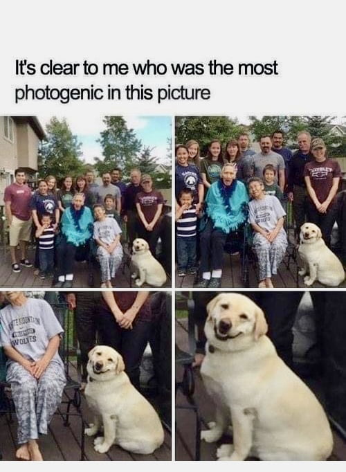 Doggo - 9GAG