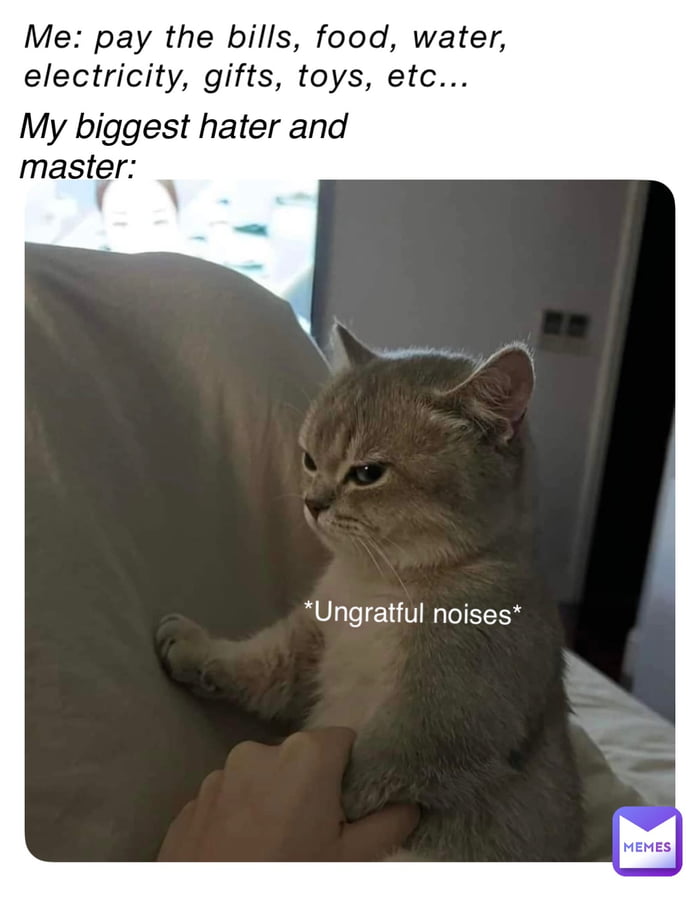 Keep your hands of my PAWS ! SLAVE ! - 9GAG