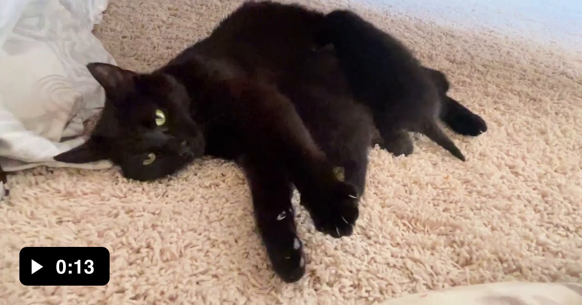 Rescued a void mama and her little black beans - 9GAG