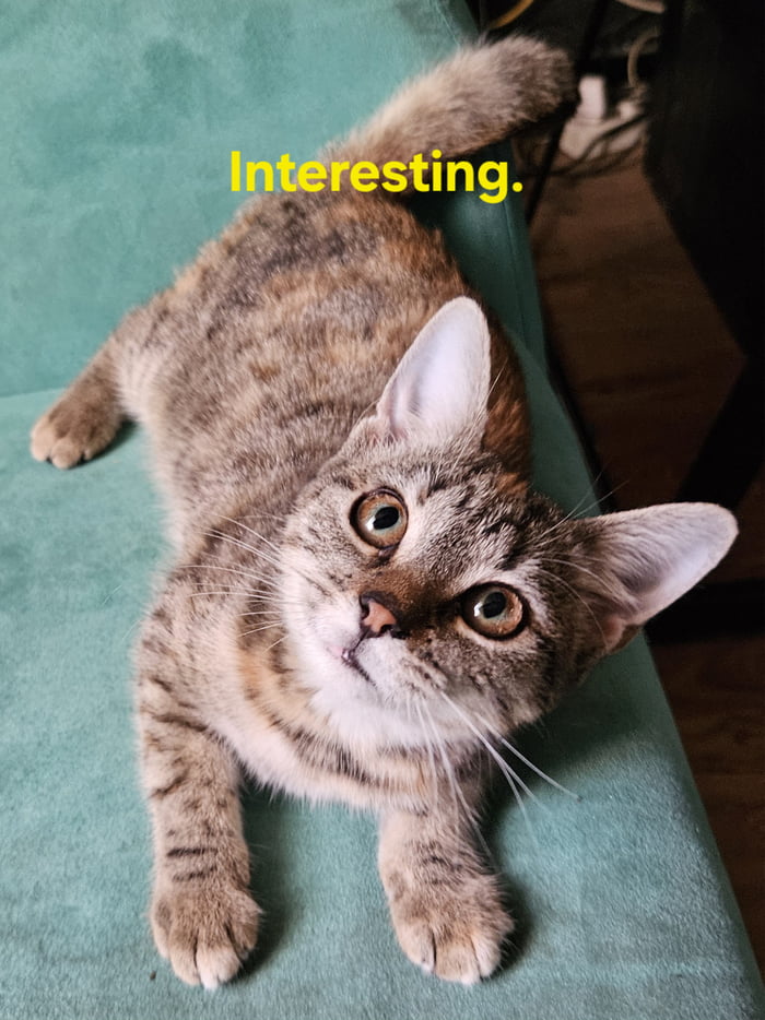 Free cat meme! 🤑 - 9GAG