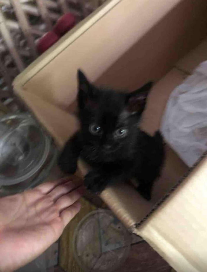 Small cat just spawned - 9GAG