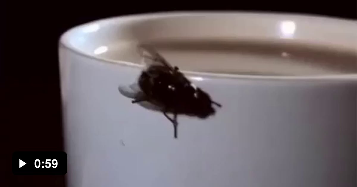 The All Seeing FLY.. - 9GAG