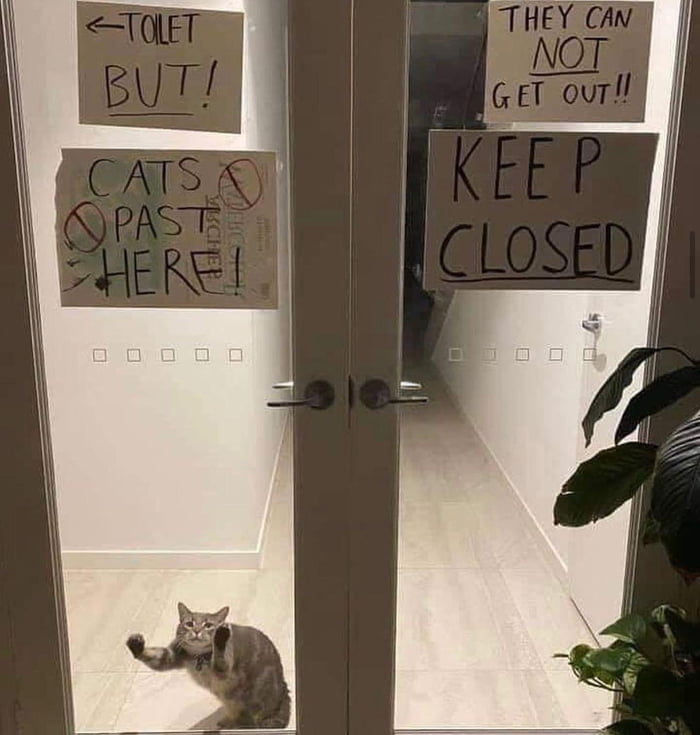 The cat is trying to convince you otherwise - 9GAG