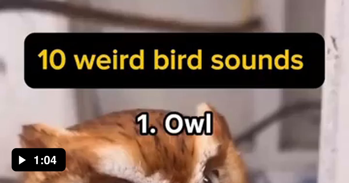 10 weird bird sounds - 9GAG