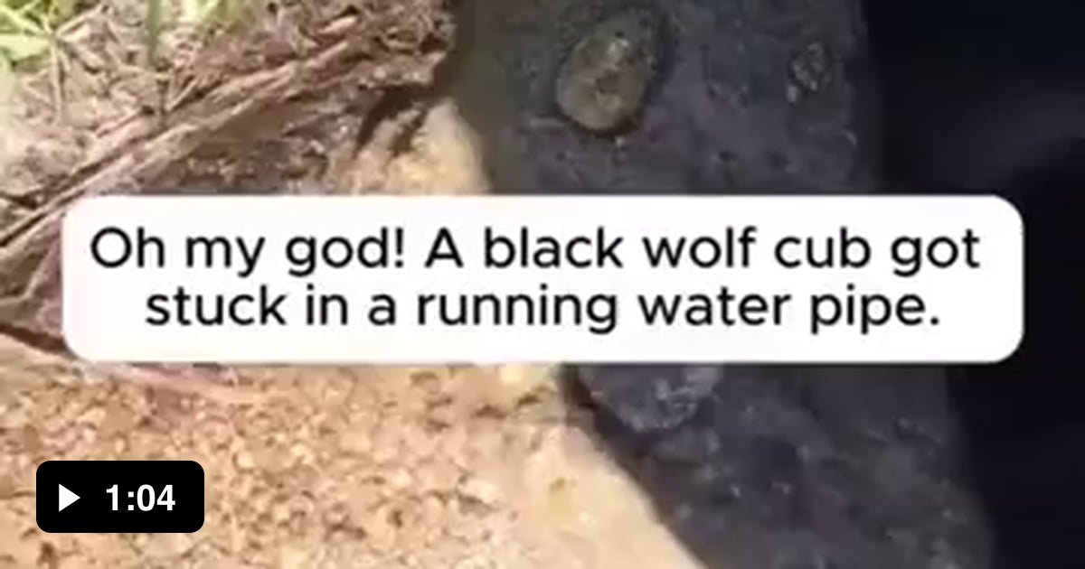 Rescued a black wolf cub trapped in a water pipe - 9GAG