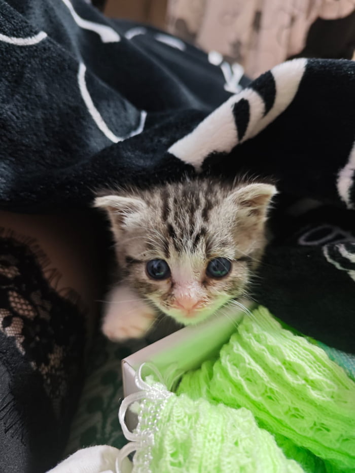 My little kitten. - 9GAG