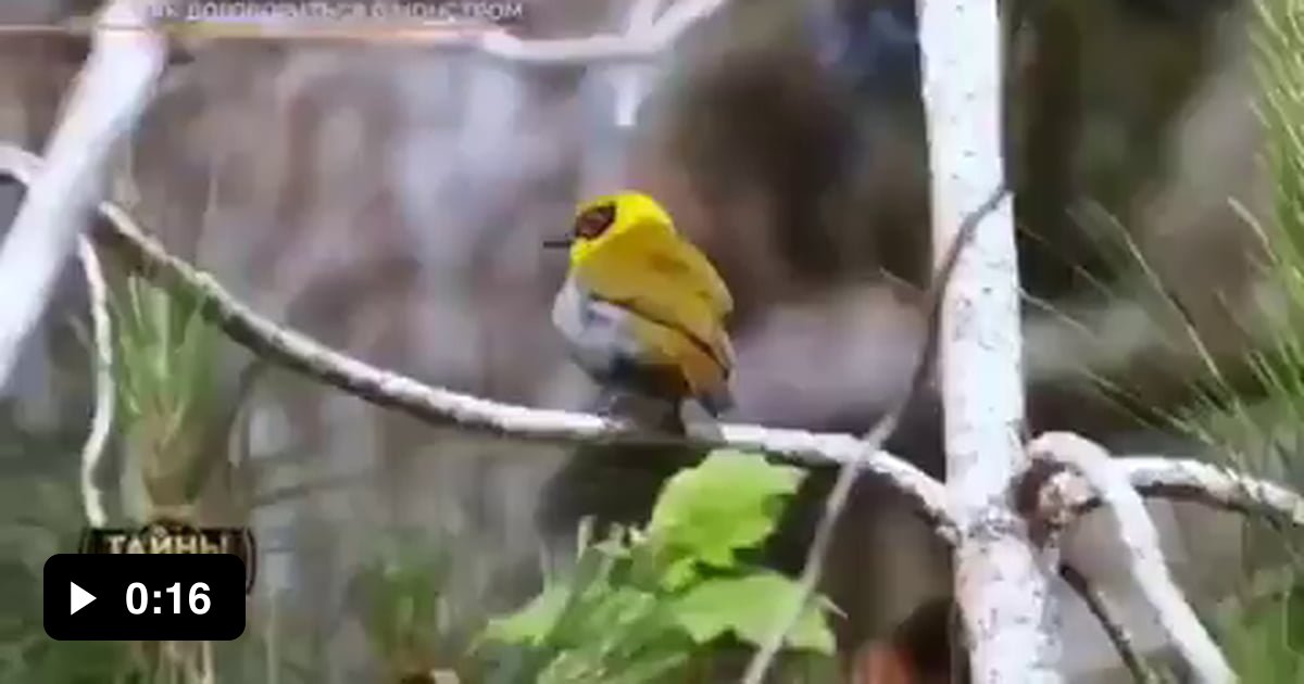 A Russian Tv show hired a biologist to discuss whether the ai generated ...