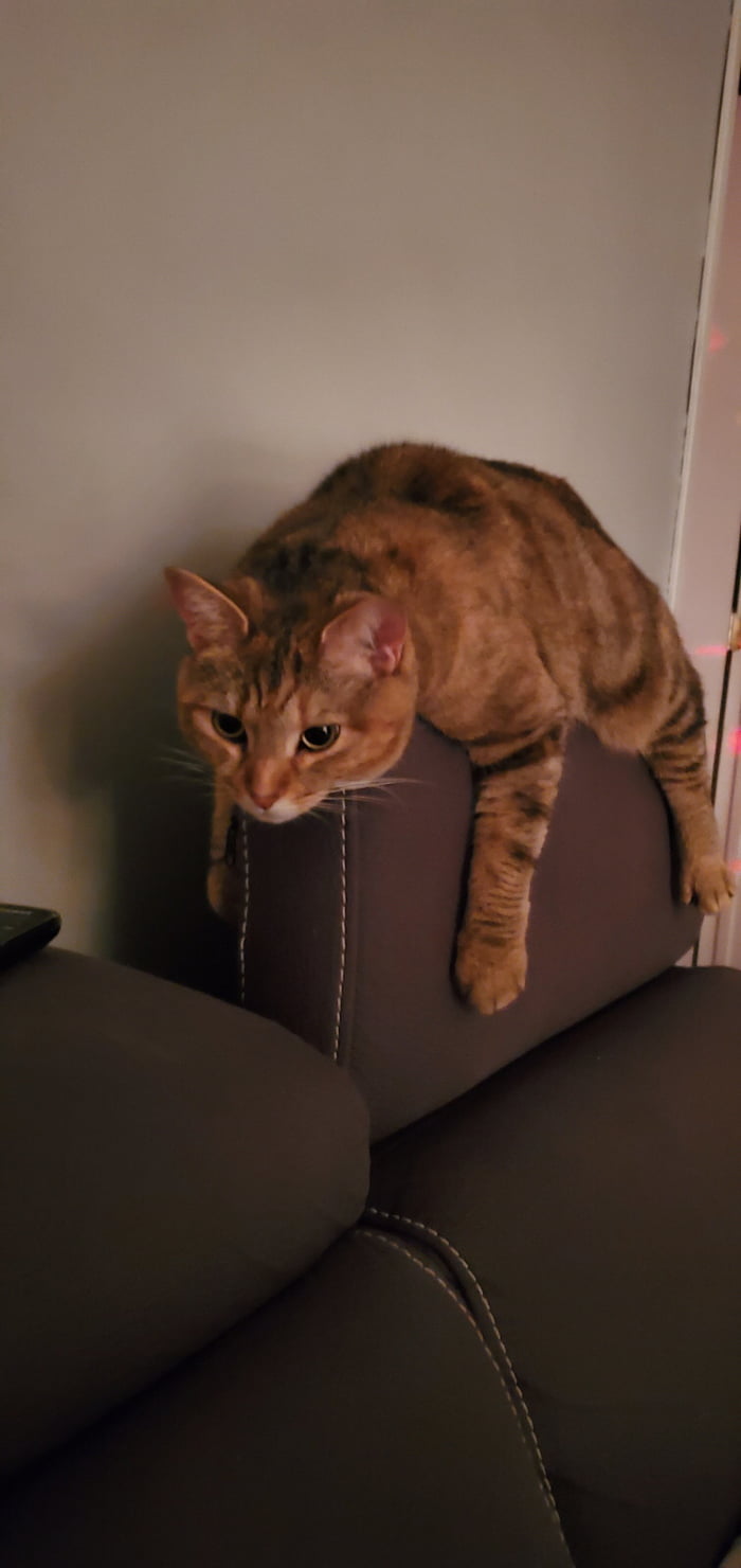 My friend's cat. rough week at the office? - 9GAG