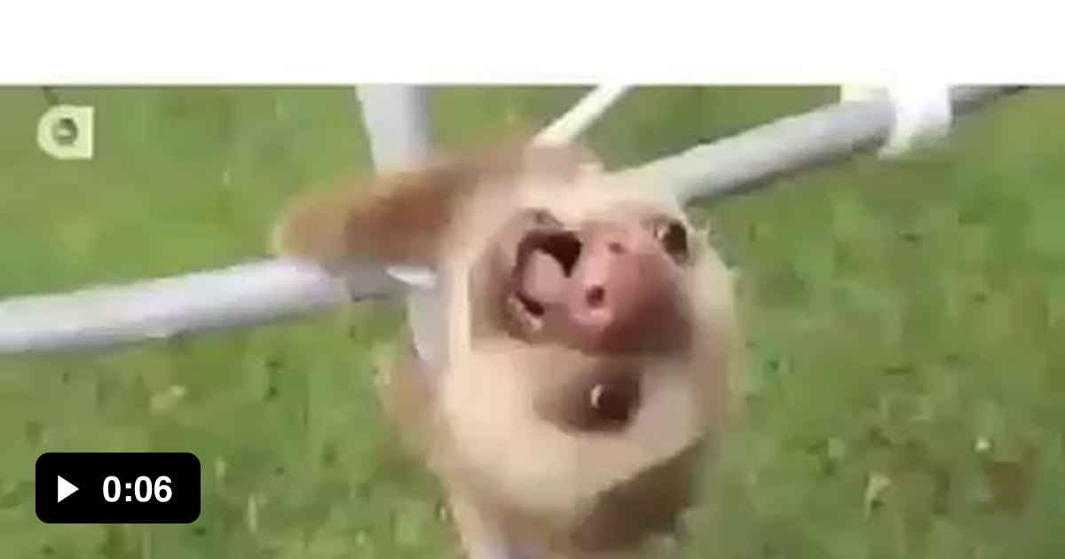Poor sloth - 9GAG