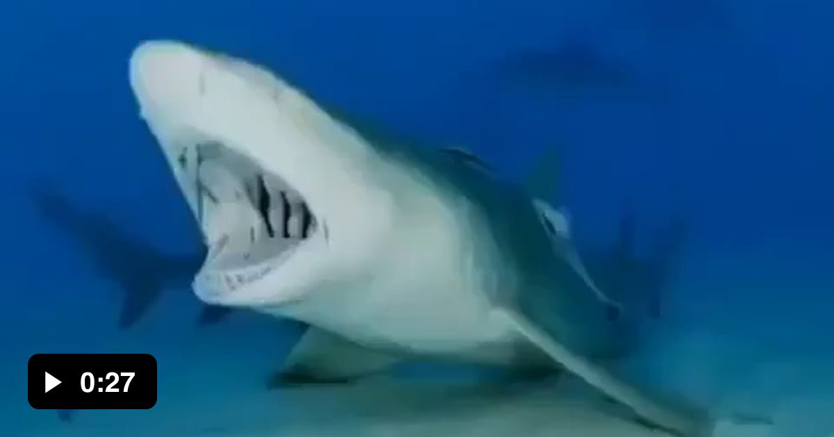 Lemon shark gets a VIP teeth cleaning - 9GAG