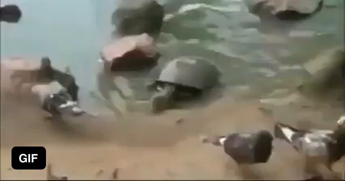 Just an innocent slow turtle - 9GAG