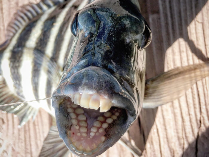 This fish with human teeth... - 9GAG