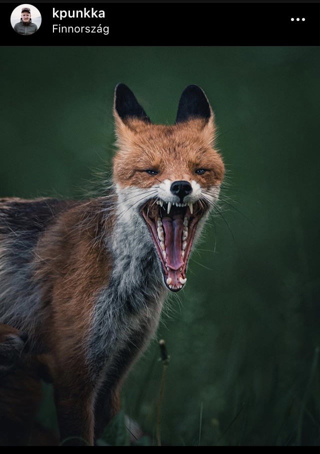 Foxes can be scary - 9GAG