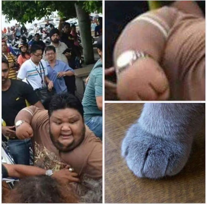 Throwing paws - 9GAG