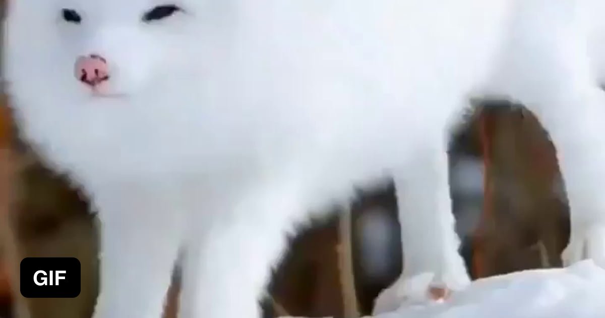 Snowy fluffy cloud - 9GAG