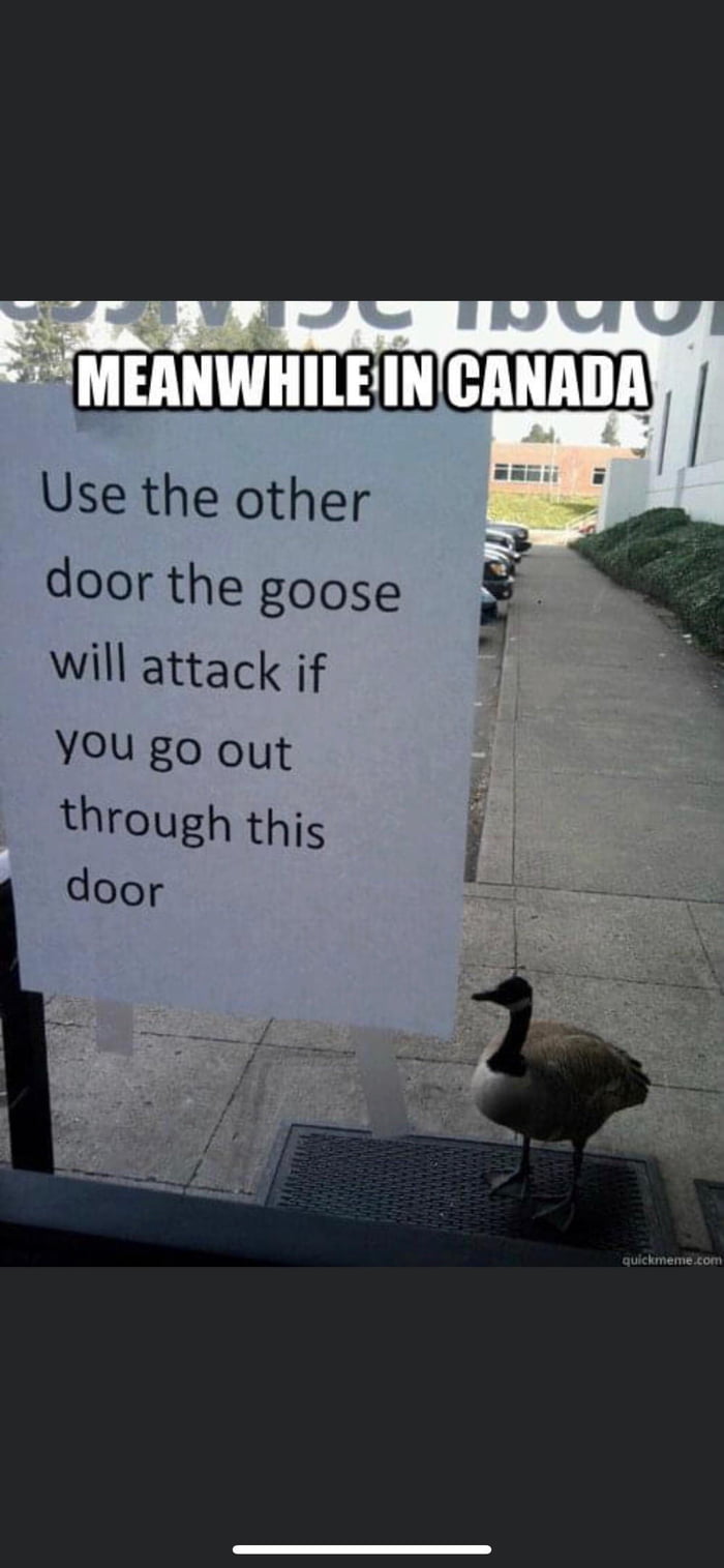 Canada geese are so cute but they have nicknames like “The Devil’s ...