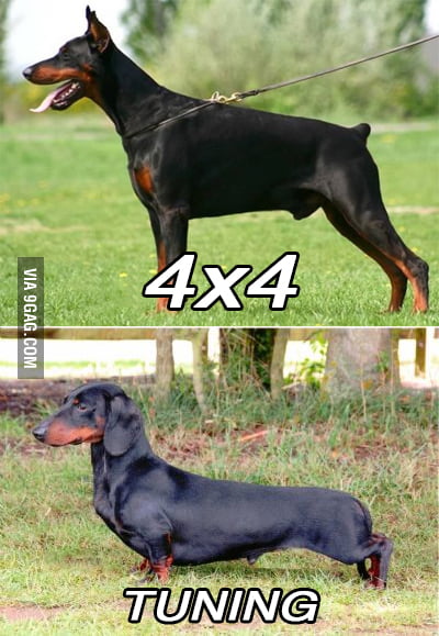 Dog tuning - 9GAG