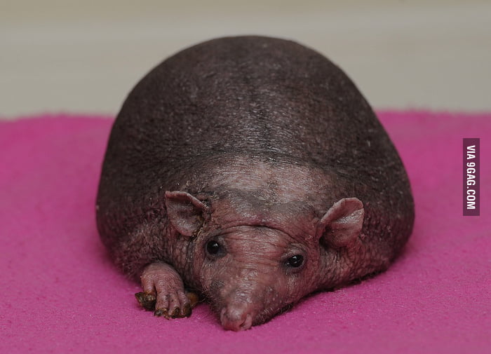 Hedgehog with no spikes looks like my ball sack after I shave - 9GAG