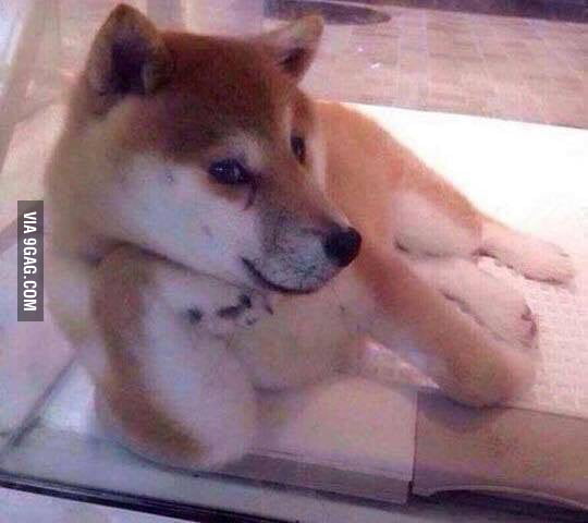 Sexy doge - 9GAG