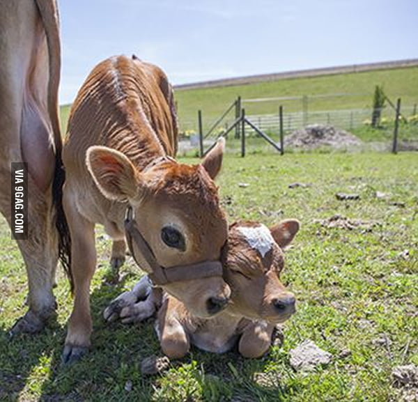 Baby Cows - 9GAG