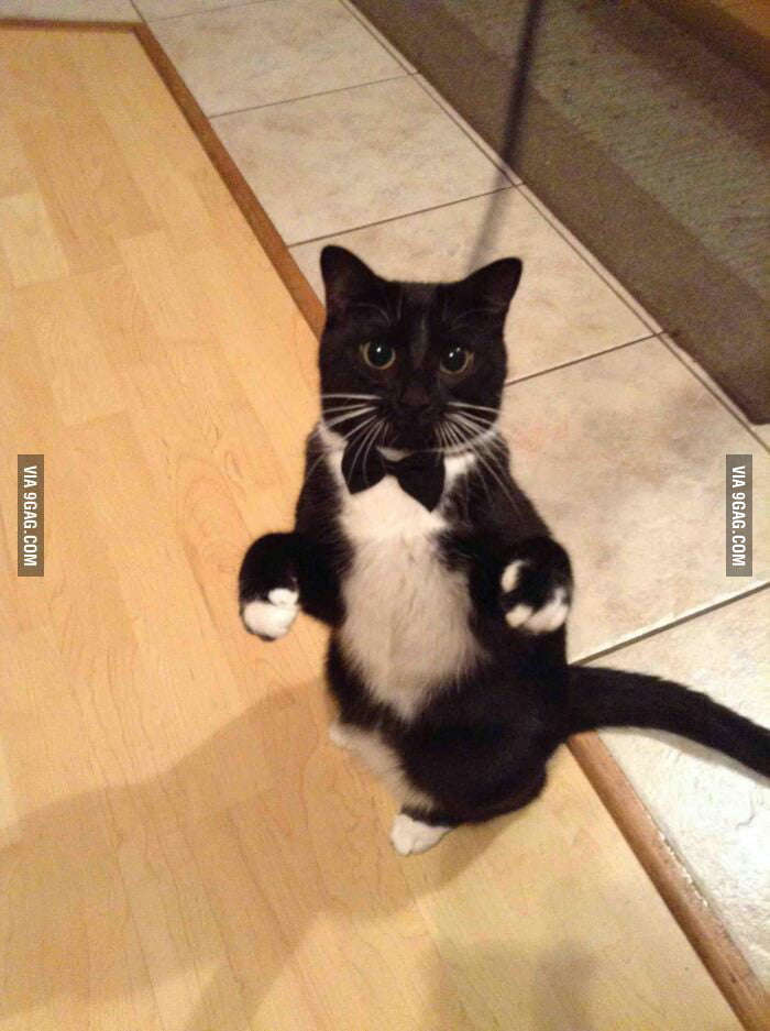 Some math facts: 111 111 111 x 111 111 111= 12345678987654321 - 9GAG