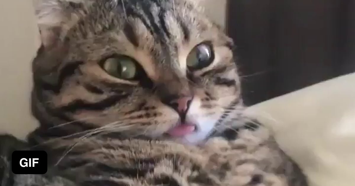 Derpy McDerpinhyme - 9GAG