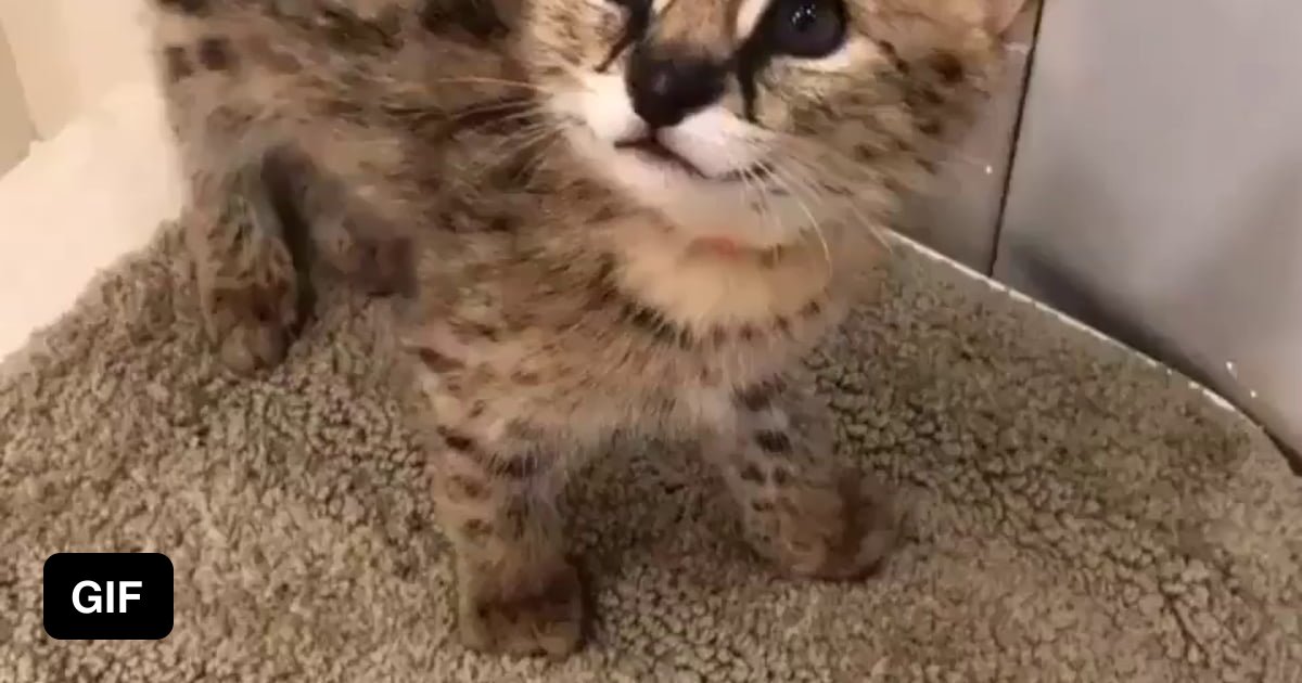 Serval kittens - 9GAG