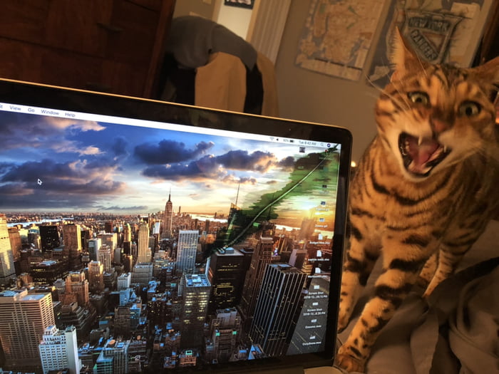 My cat just bit the corner of my MacBook and now my screen is cracked ...