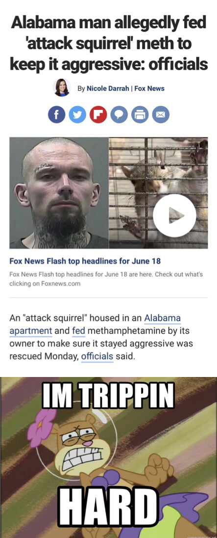 Alabama Attack squirrel - 9GAG