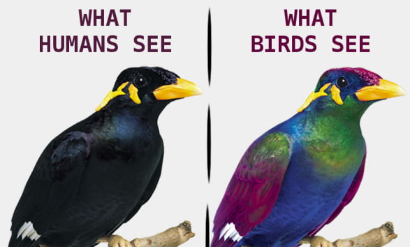 Some birds can see in ultraviolet spectrum, so they see colors that we ...