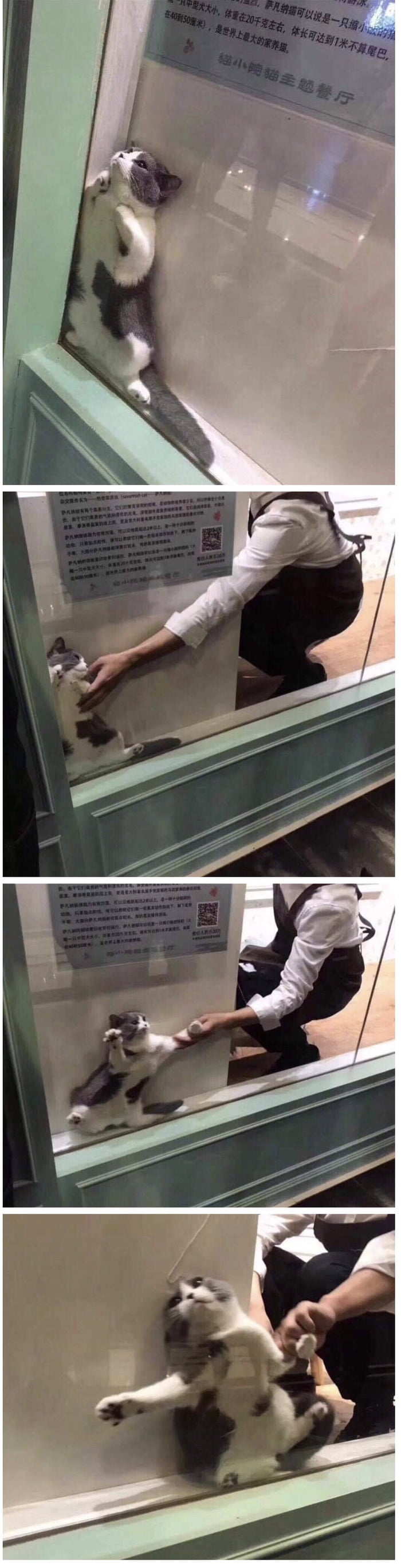 The way the adult cat fit into the 3 inches gap proves that cats are ...