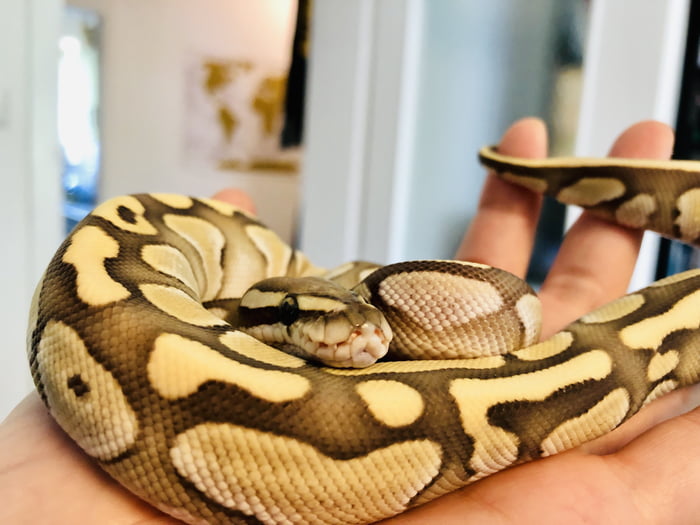 Boopable snoot - 9GAG