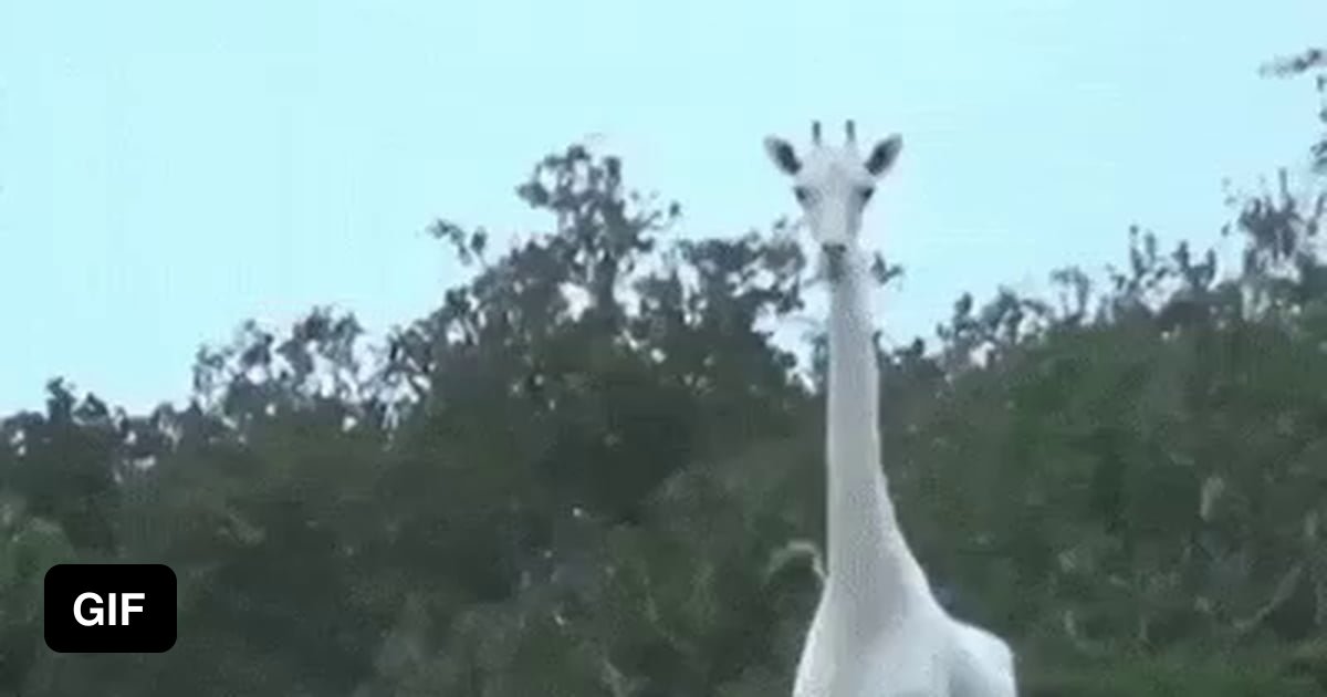 Rare white giraffes sighted in Kenya conservation area - 9GAG