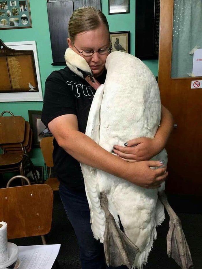Swan gives owner a loving hug - 9GAG