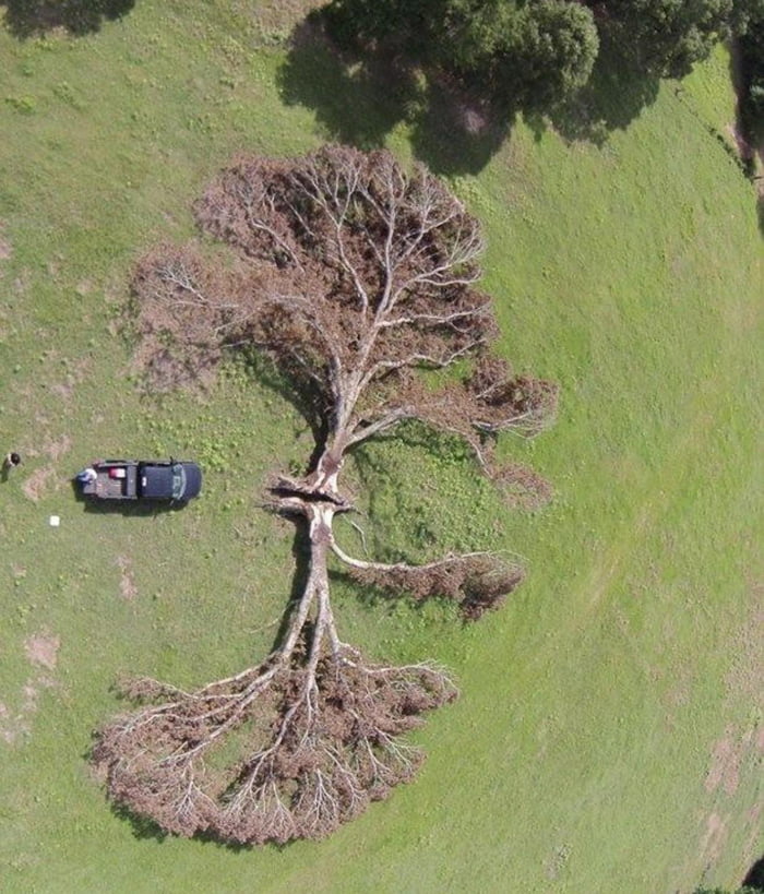 Tree hit by lightning in Texas. - 9GAG
