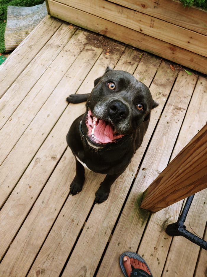 He be way too happy sometimes - 9GAG