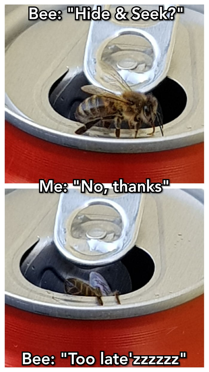 When a bee wanna play with you - 9GAG
