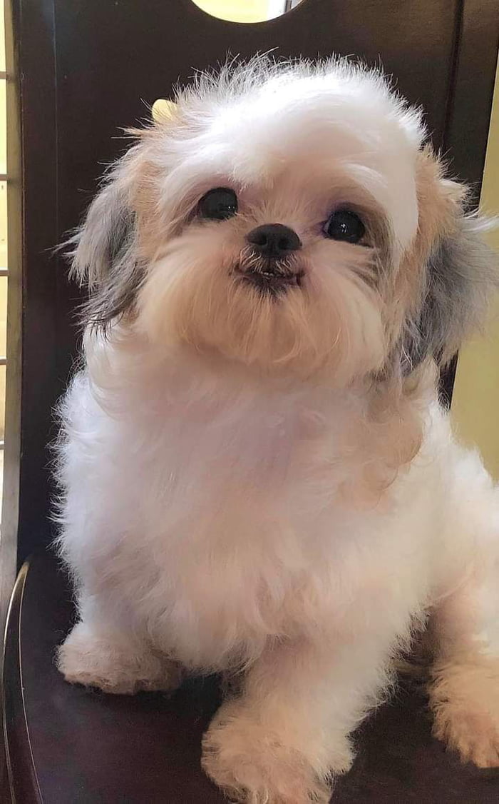 Cute smol doggo hoping you have a nice day - 9GAG