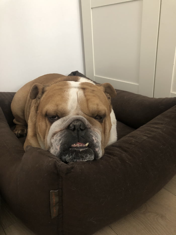 Grumpy cat? I’ll raise Displeased Doge - 9GAG