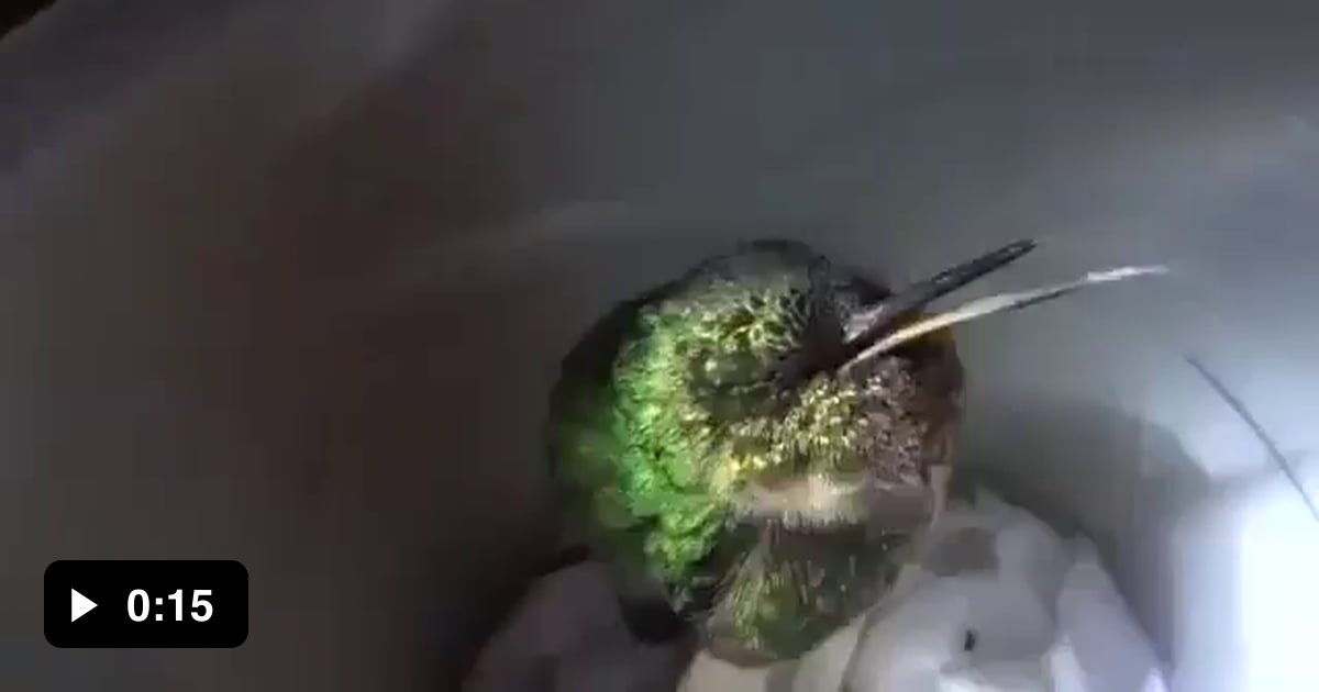 Have you ever heard a hummingbird snoring? - 9GAG