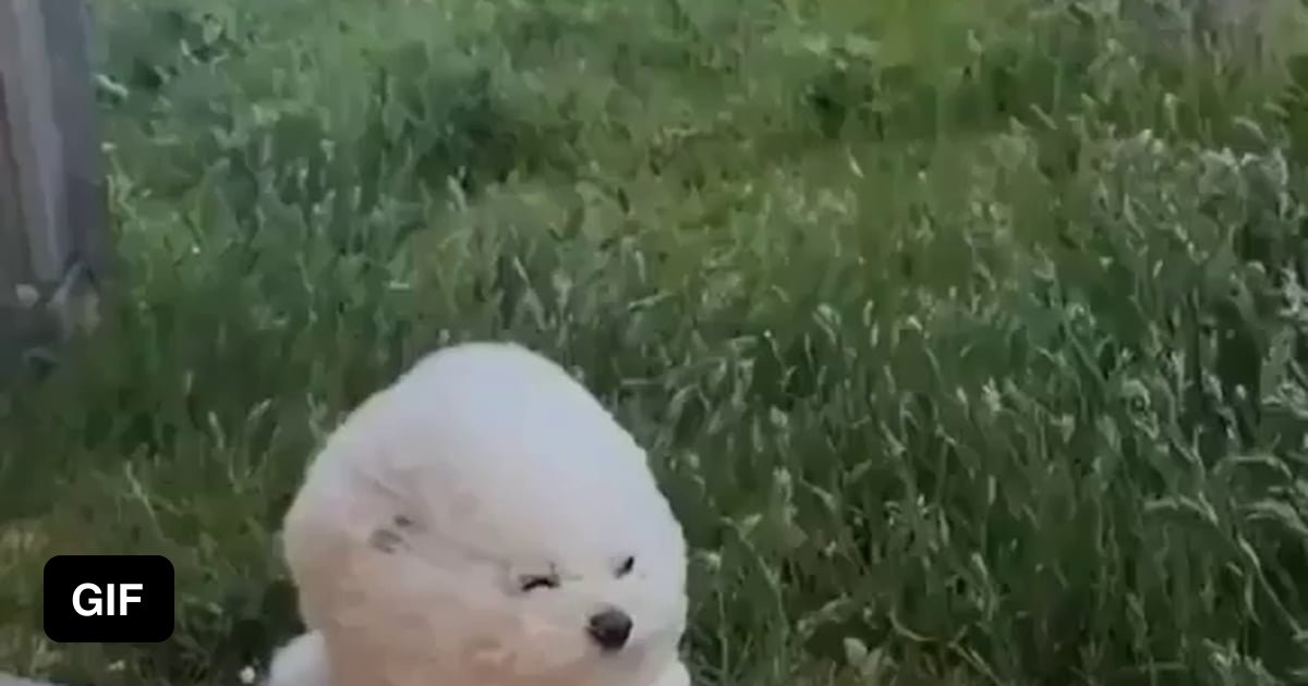 Heckin windy - 9GAG