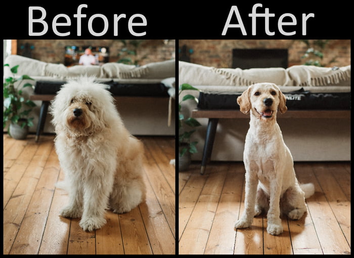 Apparently this kind of dogs have completely ordinary bodies... (Mumbo ...