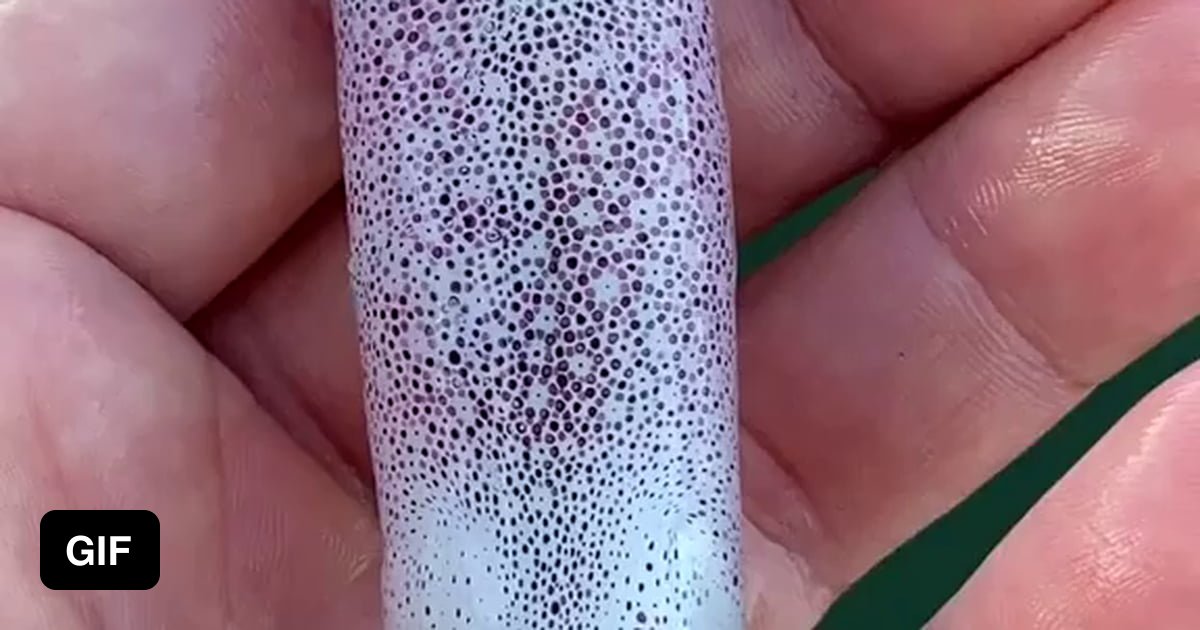 Just beneath the surface of a squid’s skin are thousands of color ...