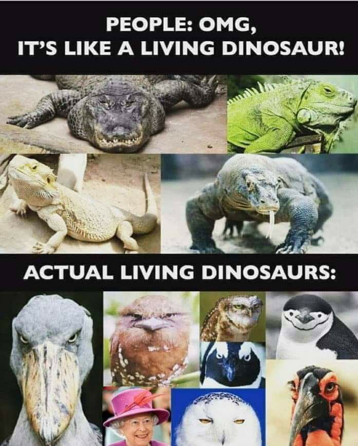 I like turtles - 9GAG