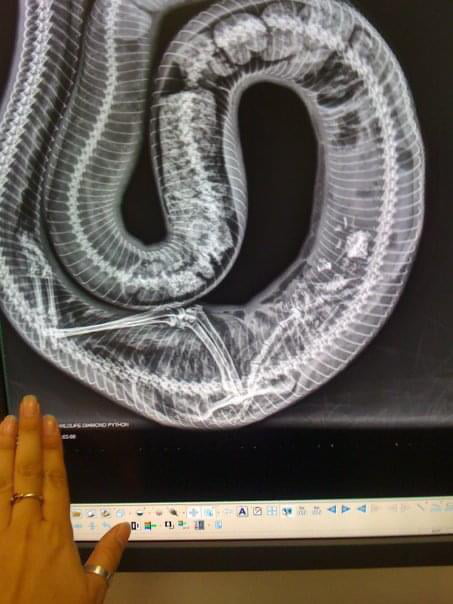 Digestion in process - x-ray of a diamond python - 9GAG