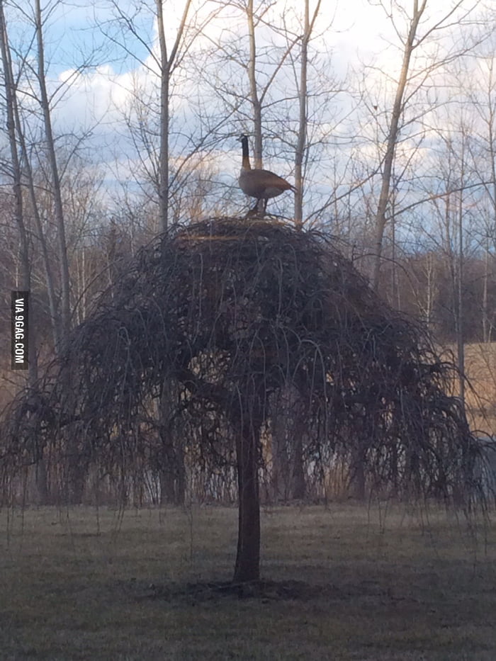 Every spring, the Goose King returns to his throne outside my office ...